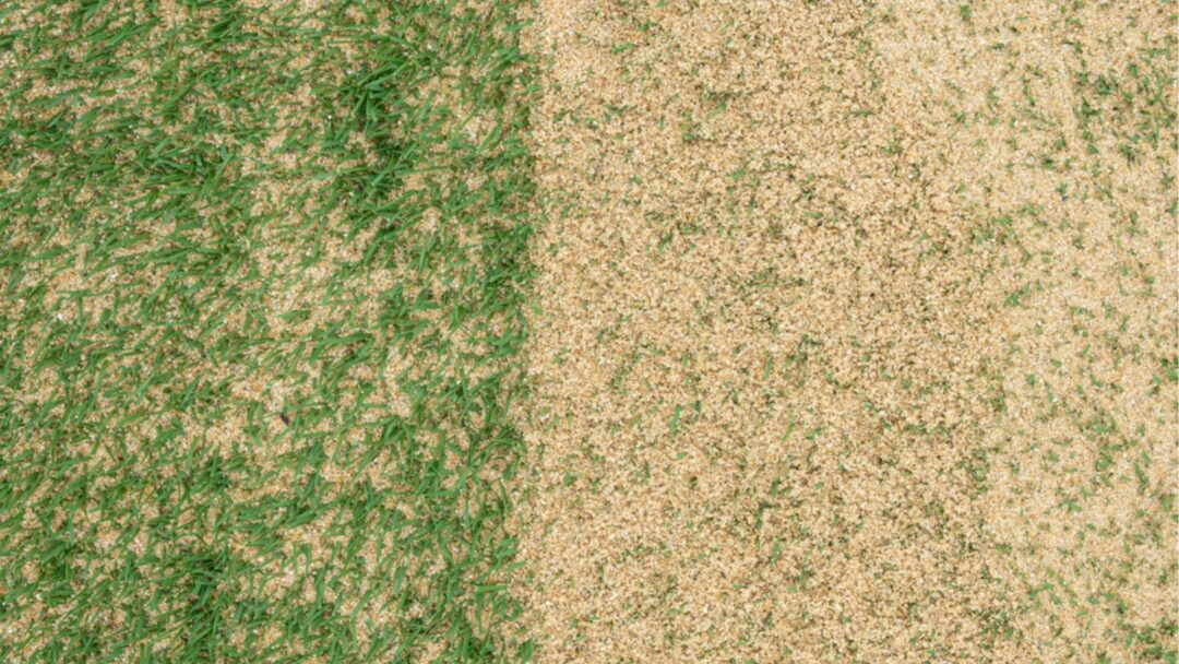 Use These Sand Tips To Supercharge Your Lawn And Make Your Grass ...