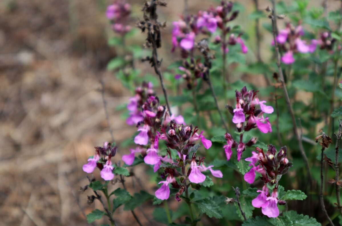 This Perennial Herb Has So Many Benefits And Is An Absolute Must-Have ...