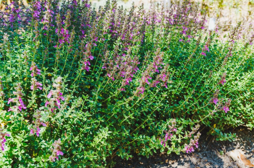 This Perennial Herb Has So Many Benefits And Is An Absolute Must-Have ...
