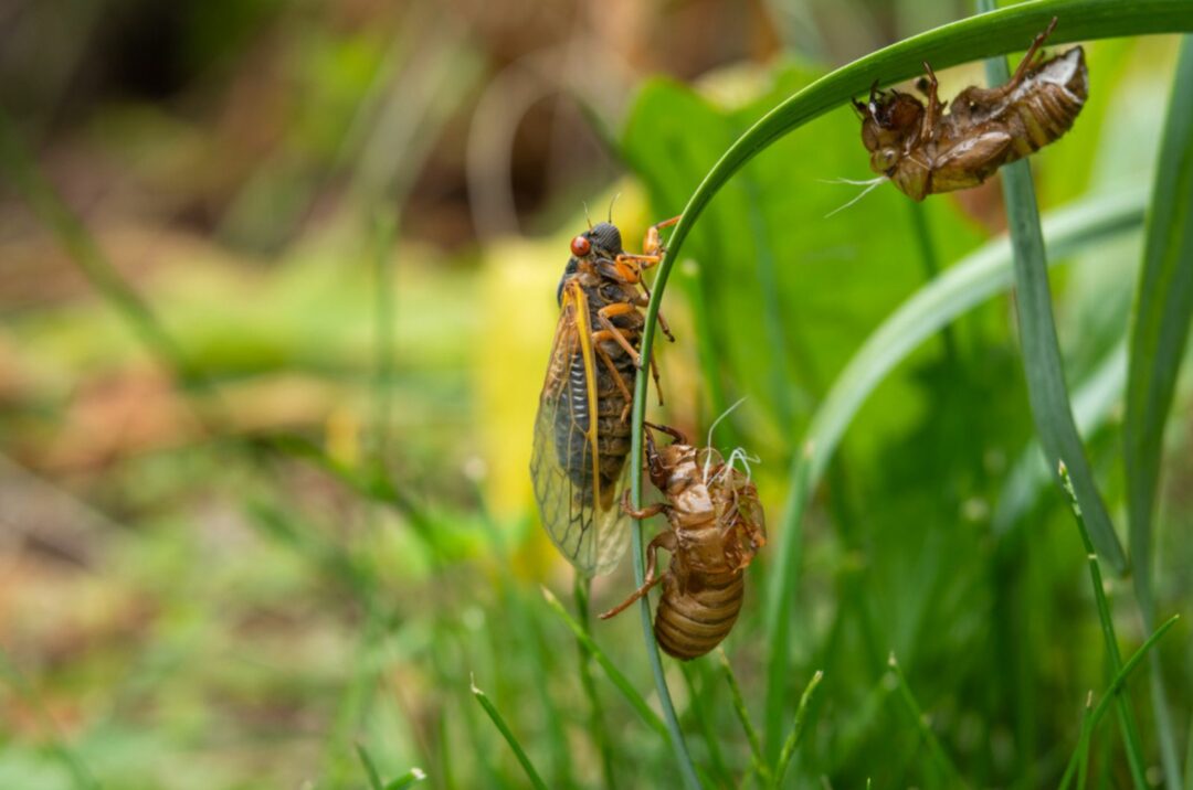 This Simple Trick Will Silence The Cicada Symphony And Restore Peace In ...