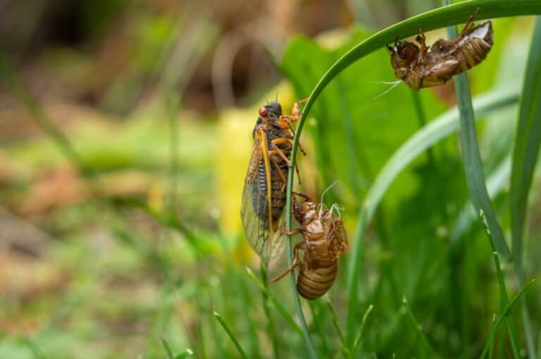 This Simple Trick Will Silence The Cicada Symphony And Restore Peace In ...