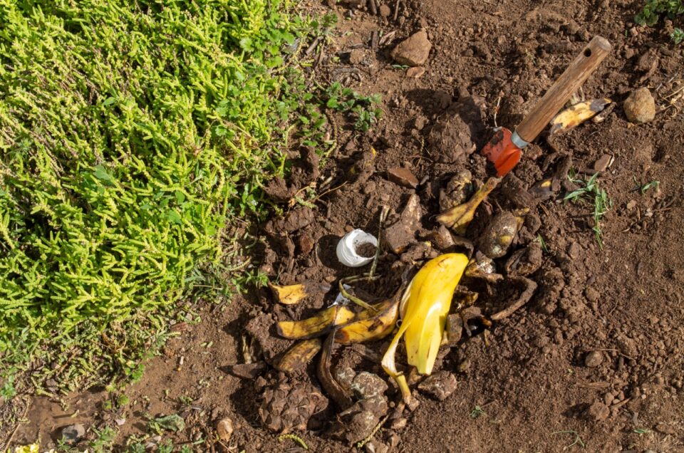 10 Absolutely Fantastic Banana Hacks You Should Be Using In Your Home ...