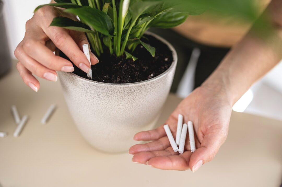 Watch Your Peace Lily Thrive With This Foolproof Fertilizing Plan For ...
