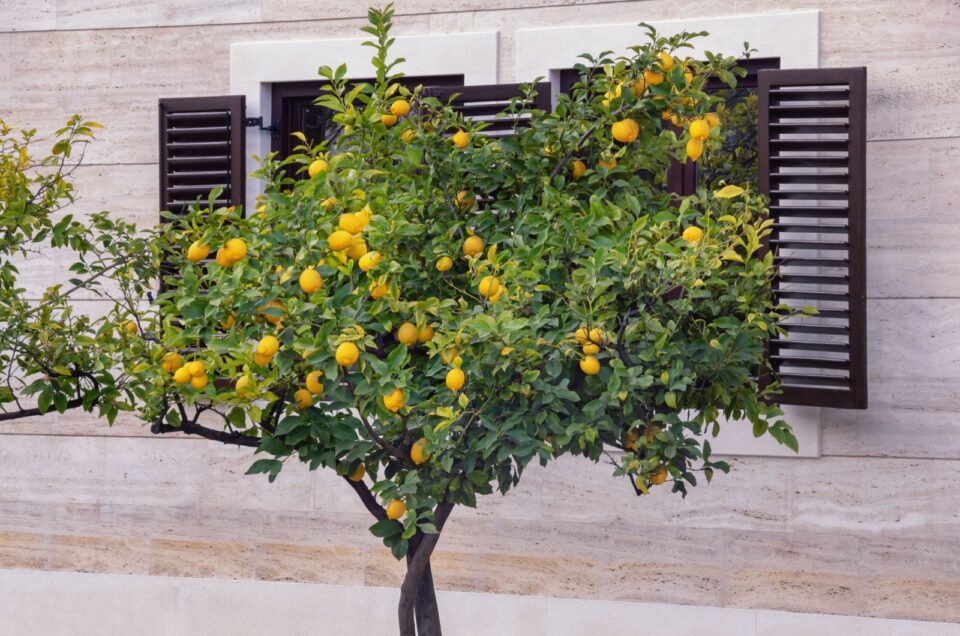 Here’s Why You Should Start Spraying Your Citrus Trees With Seaweed ...