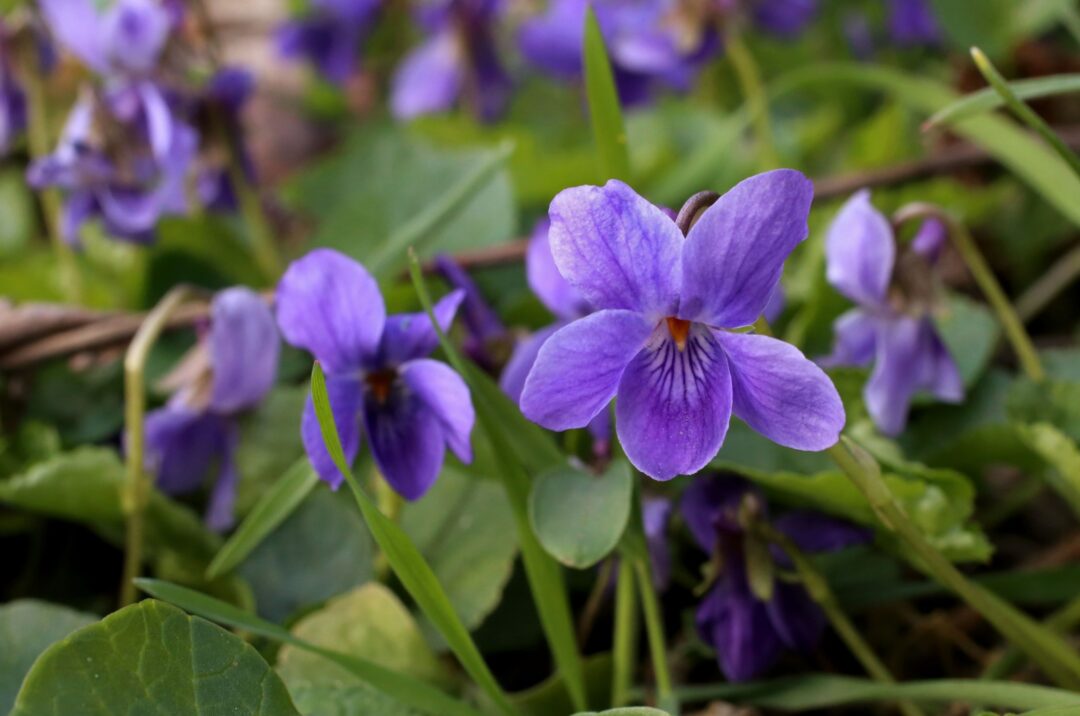 4 Bloom-Tastic Reasons Why You Should Let Wild Violets Live In Your Yard