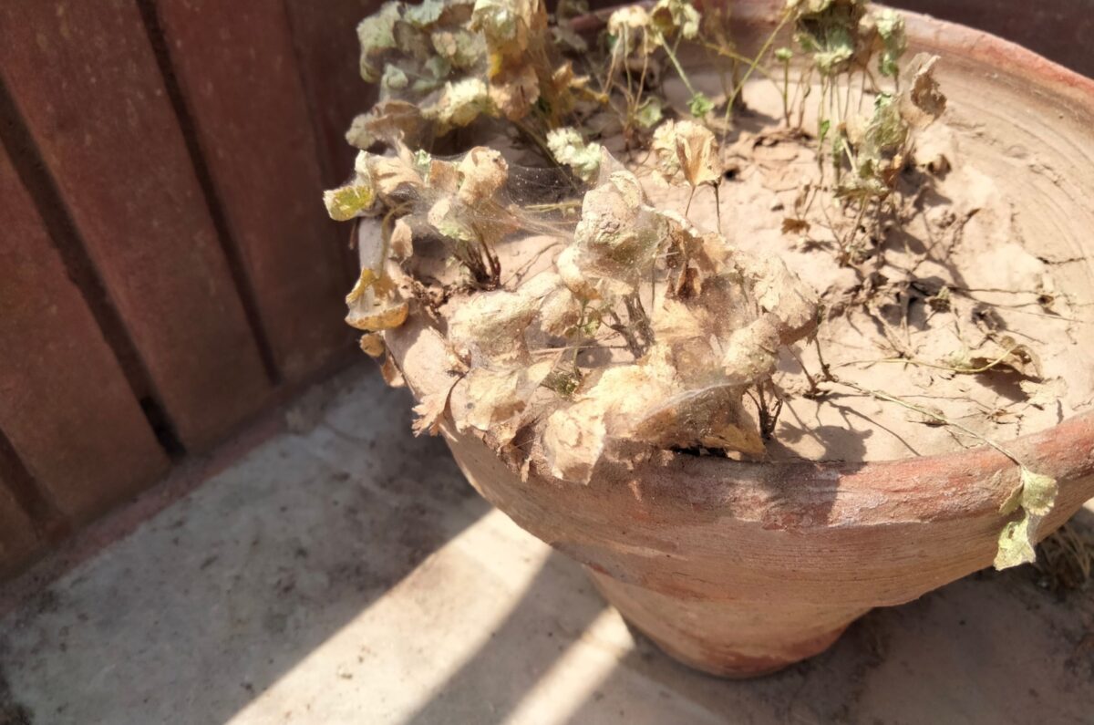 Growing Luscious Cilantro Has Never Been Easier With These Simple Tricks