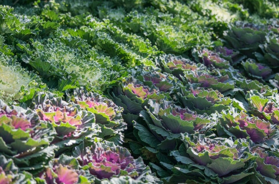 Here’s The Perfect Timing For Planting The 5 Most Common Cabbage Types