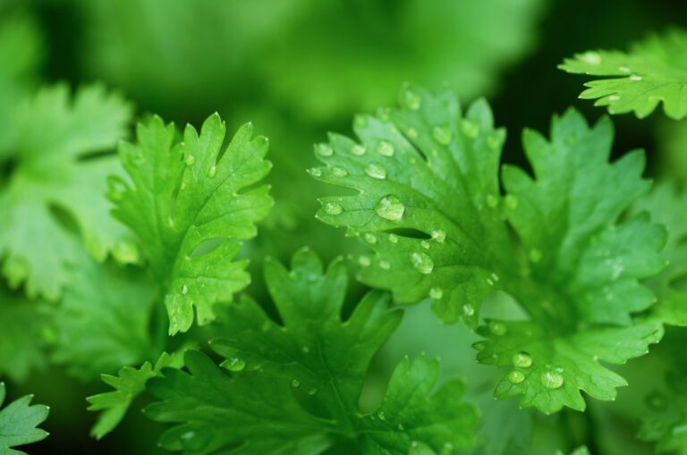 Growing Luscious Cilantro Has Never Been Easier With These Simple Tricks