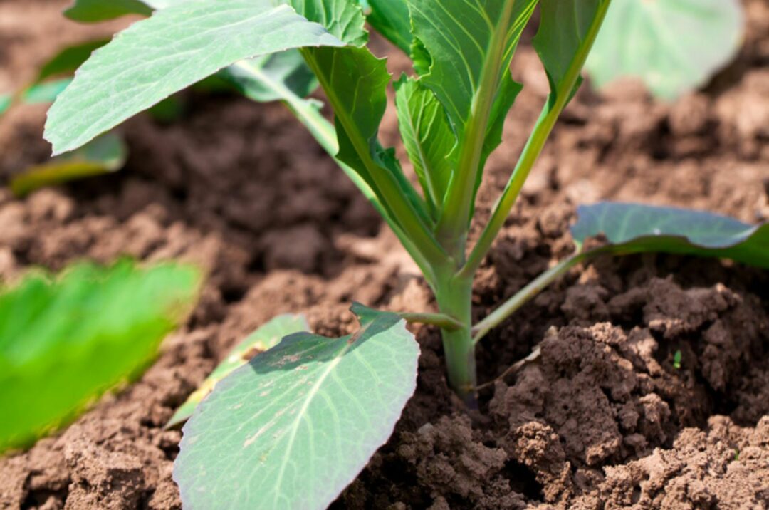 Here’s The Perfect Timing For Planting The 5 Most Common Cabbage Types