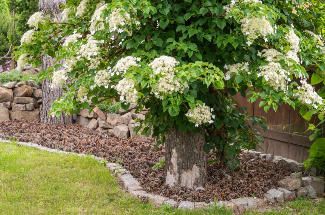 Follow These 8 Brilliant Tips For Pruning Hydrangeas And Get More ...