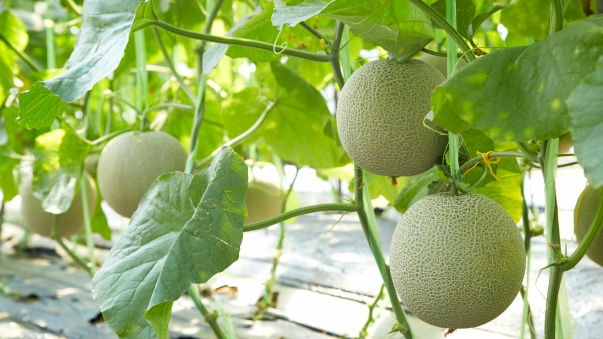 Follow These 7 Easy Steps To Homegrown Melons and Enjoy The Fruits Of ...