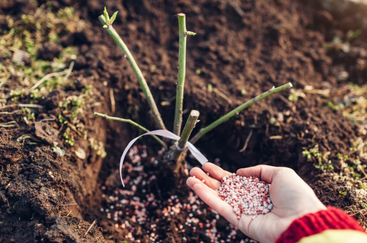 To Fertilize or Not to Fertilize? Unlocking the Mystery of Healthy Rose ...