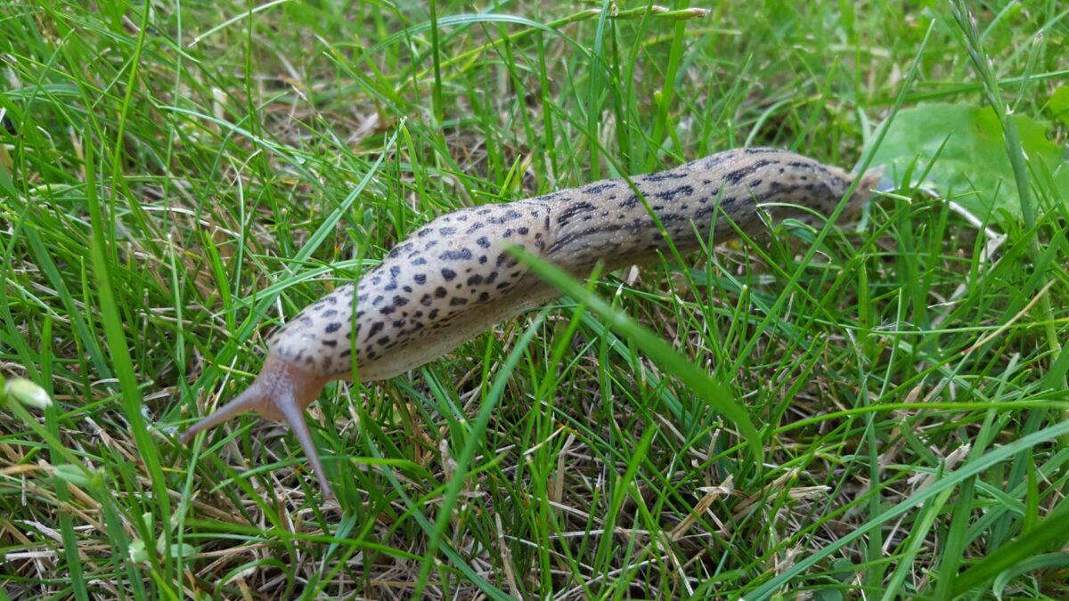 Here's How Super Slugs Transform From Pests To Plant Protectors, Saving ...