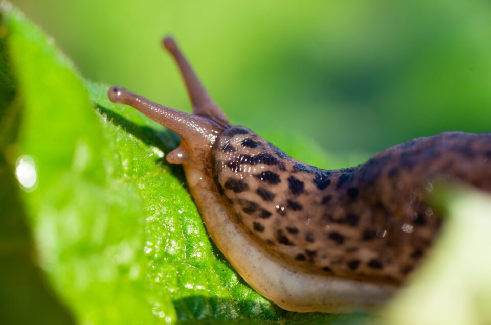 Here's How Super Slugs Transform From Pests To Plant Protectors, Saving ...