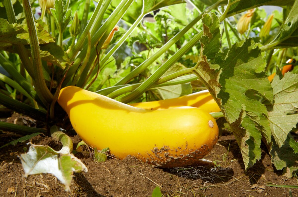 No Garden? No Problem! Just Follow This Step-by-Step Guide For Growing ...