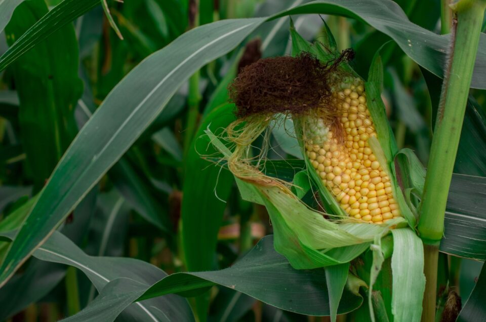 19 Essential Garden Plants That Will Keep Your Chickens Happy And Healthy