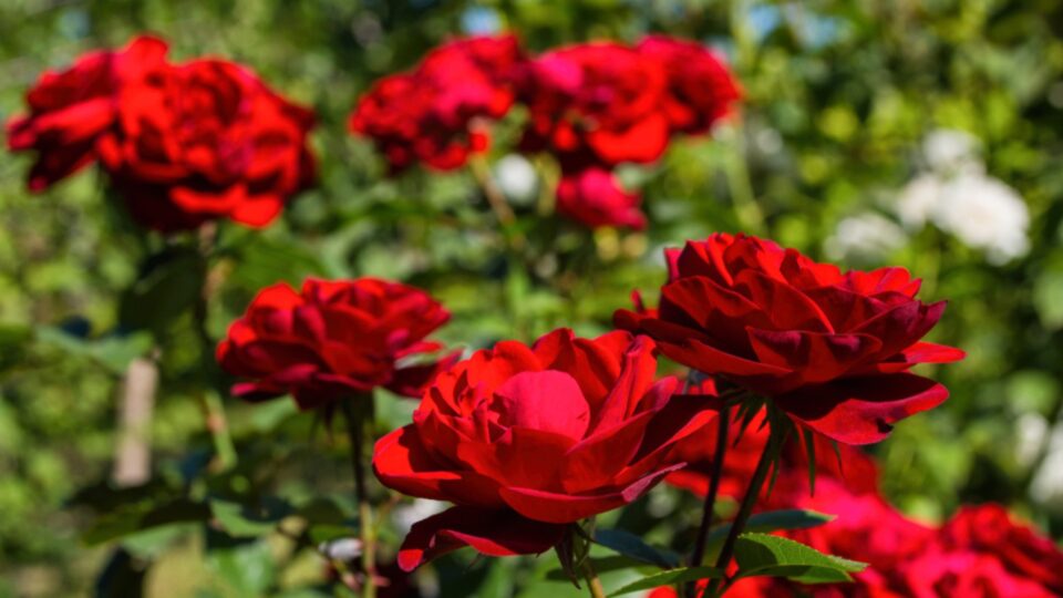 To Fertilize or Not to Fertilize? Unlocking the Mystery of Healthy Rose ...