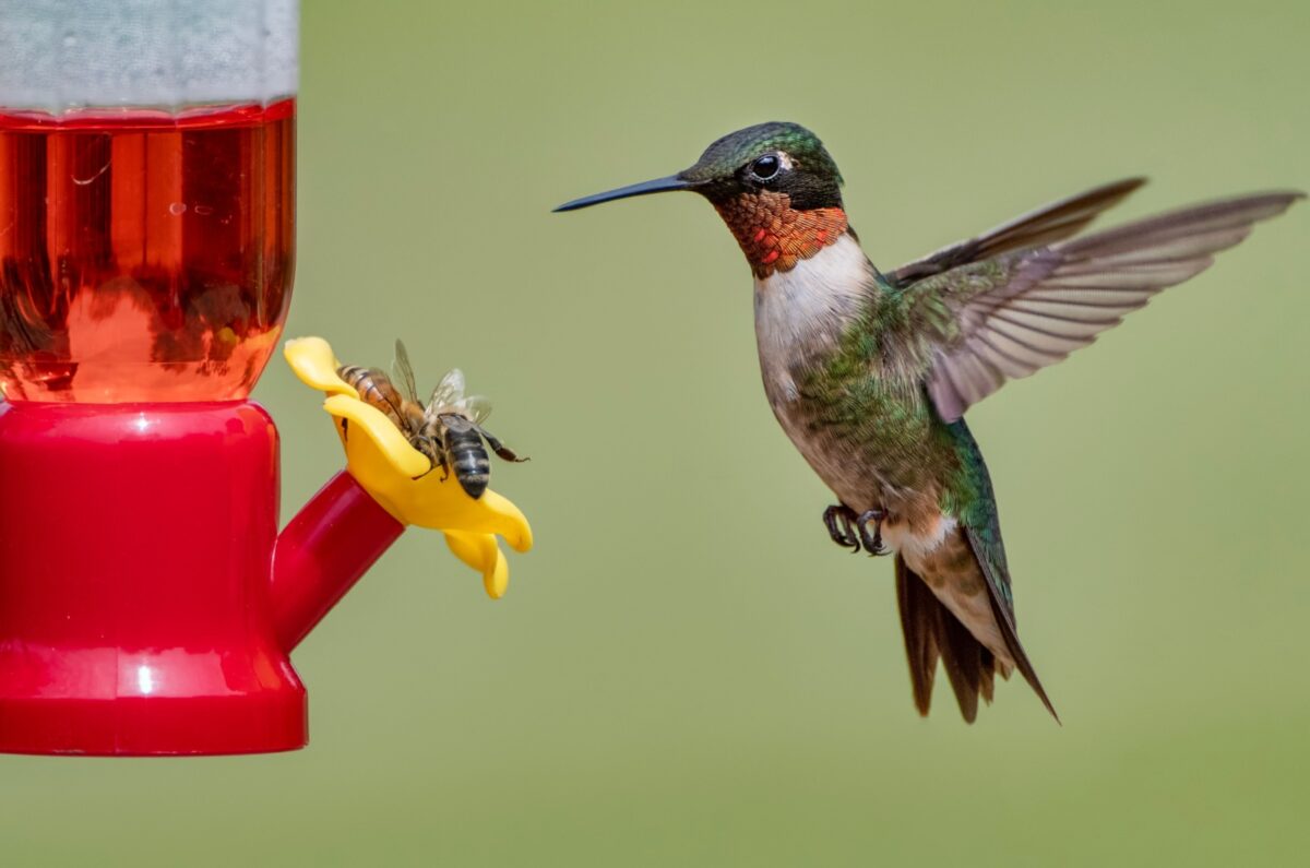 11 Genius Hacks To Protect Your Hummingbird Feeder And Keep Those Pesky ...