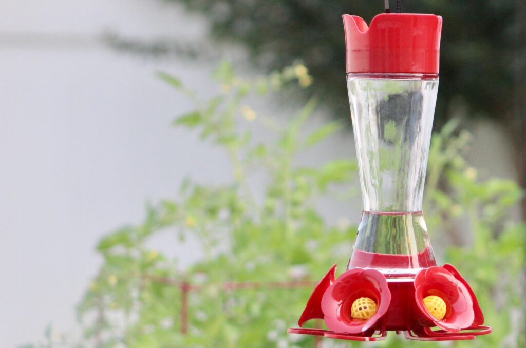 11 Genius Hacks To Protect Your Hummingbird Feeder And Keep Those Pesky ...