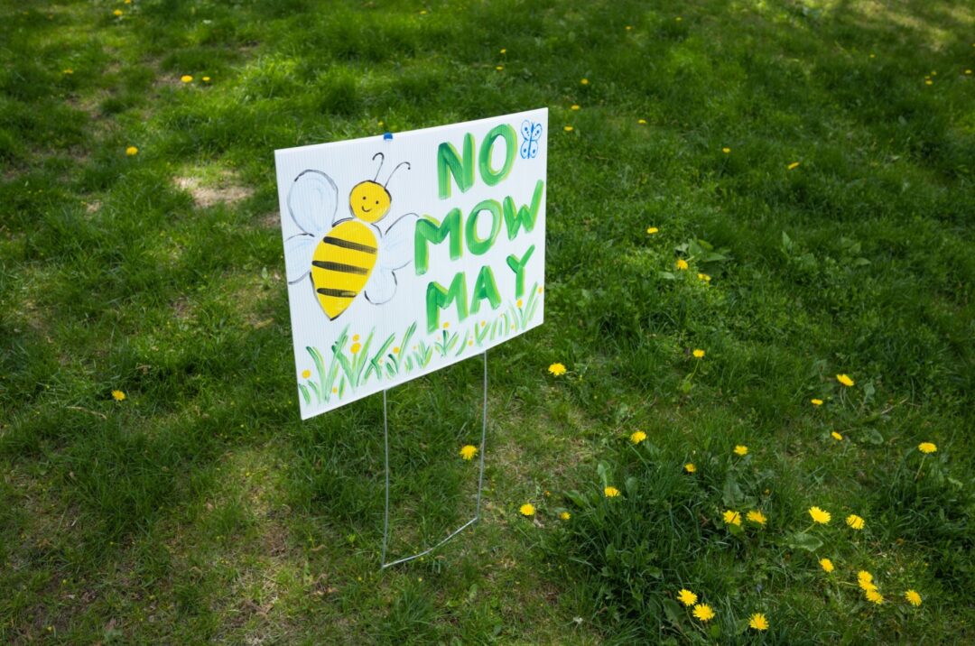 Join The No-Mow May Movement: Skip Mowing Your Lawn This Month And See ...