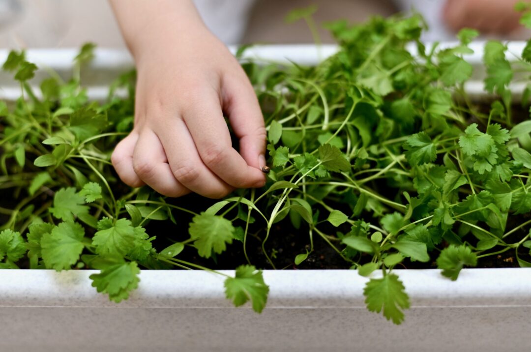 This Is How You Should Prune Your Cilantro For Maximum Flavor And Growth