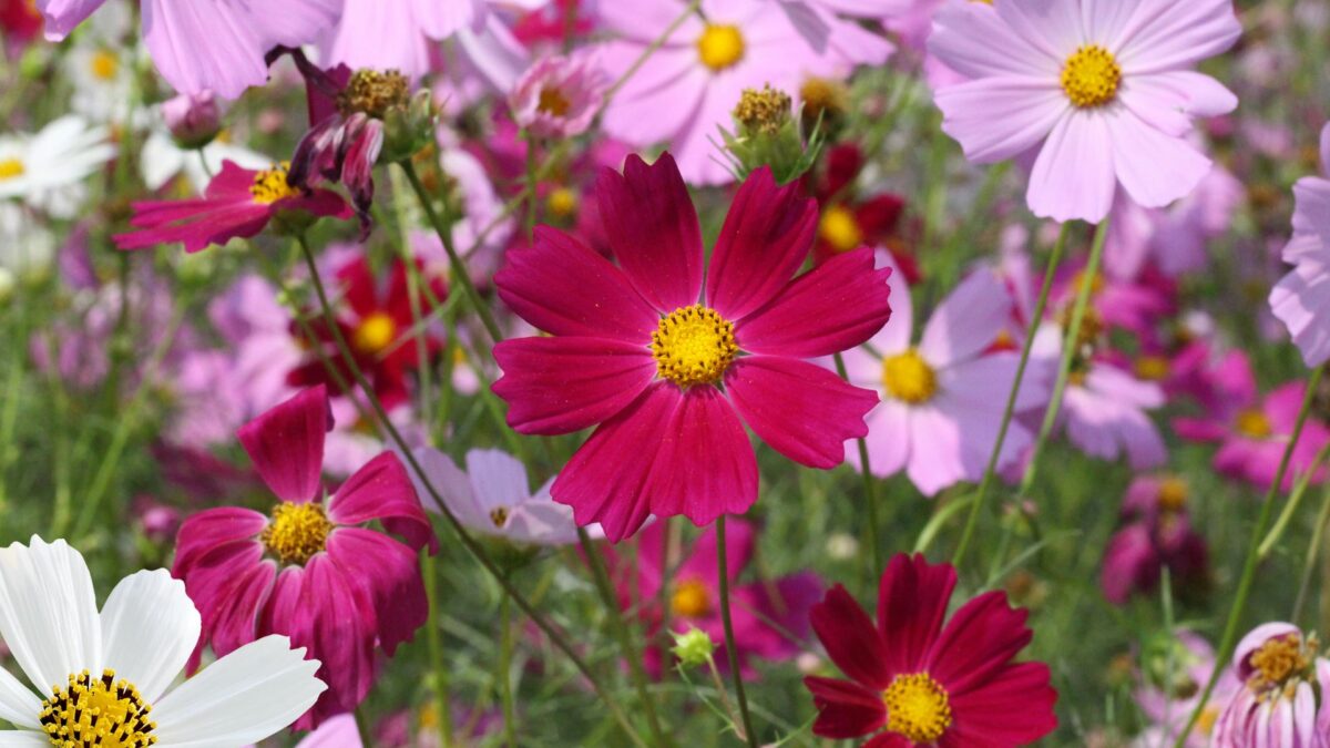 9 Shocking Reasons Your Cosmos Aren’t Blooming And The Simple Fixes You ...