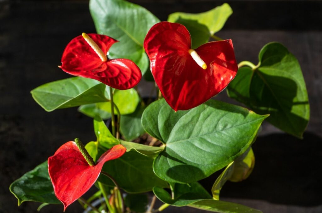 Unlock The Secret To Captivating Anthurium Blooms With These ...