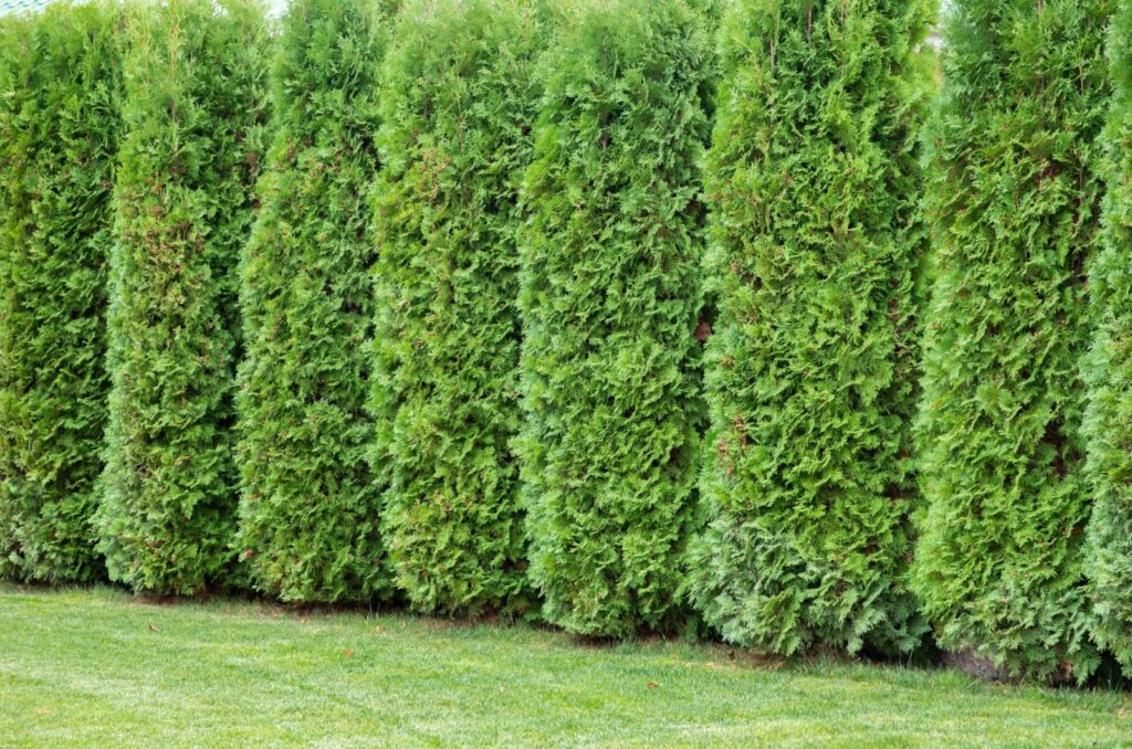 Stop Neighbors From Peeking At Your Garden With These 4 Tall Trees That ...