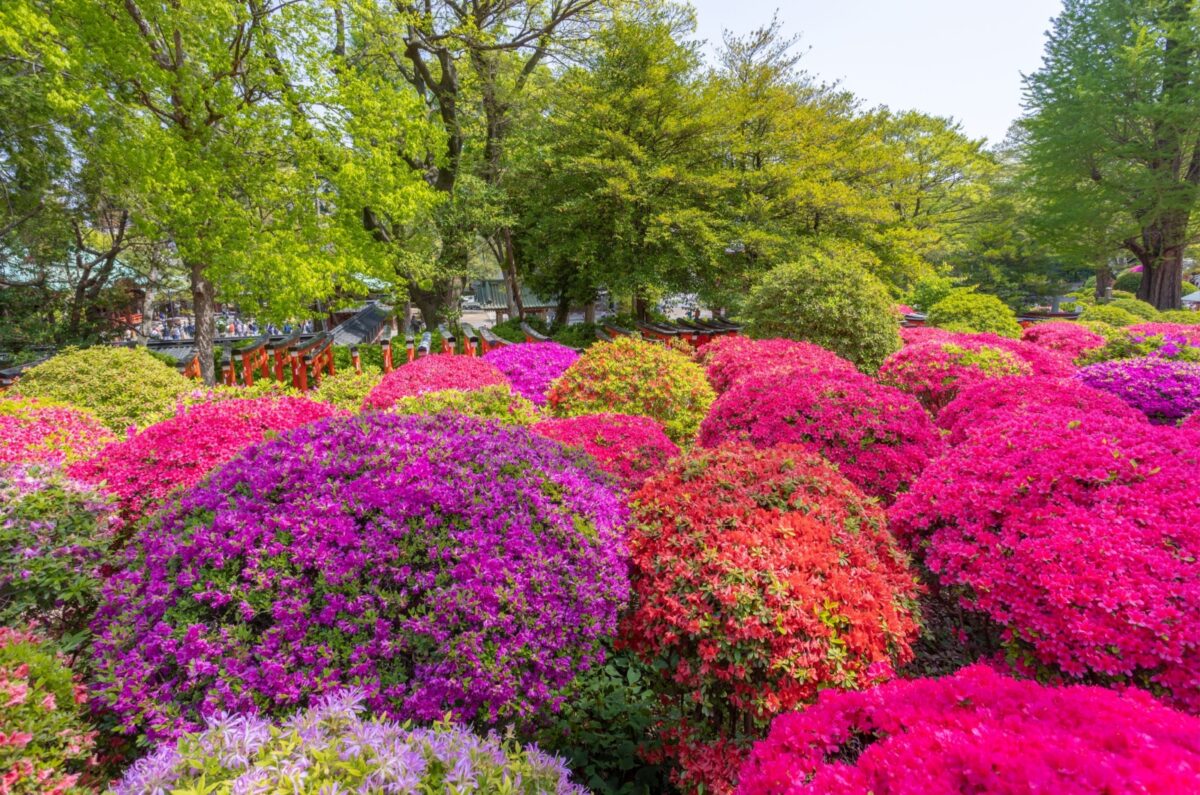 Here Are 7 Plants And Trees That You Absolutely Must Prune This Summer