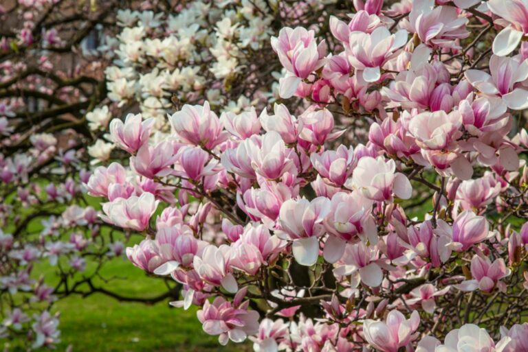Don't Forget To Prune These 7 Stunning Plants In June To Maximize Their ...