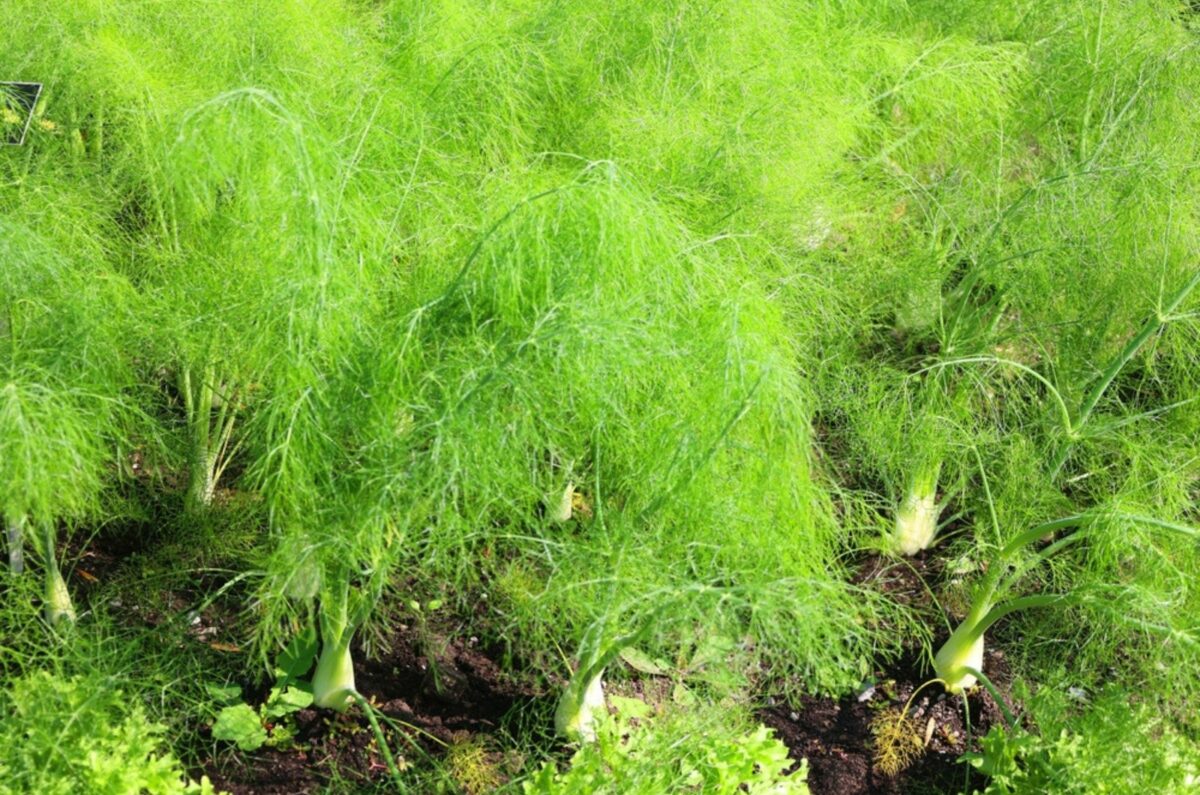 These Are The 7 Vegetables You Should Plant In June To Get A Bumper Harvest