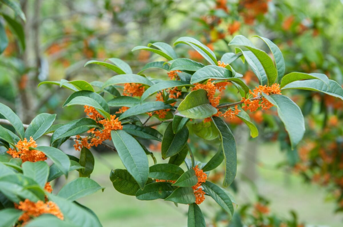 Follow This Guide To Creating Ideal Conditions For A Flourishing And ...