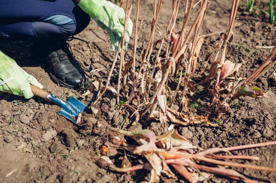 This Is The Best Way To Store Tulip Bulbs And Keep Them Ready For The