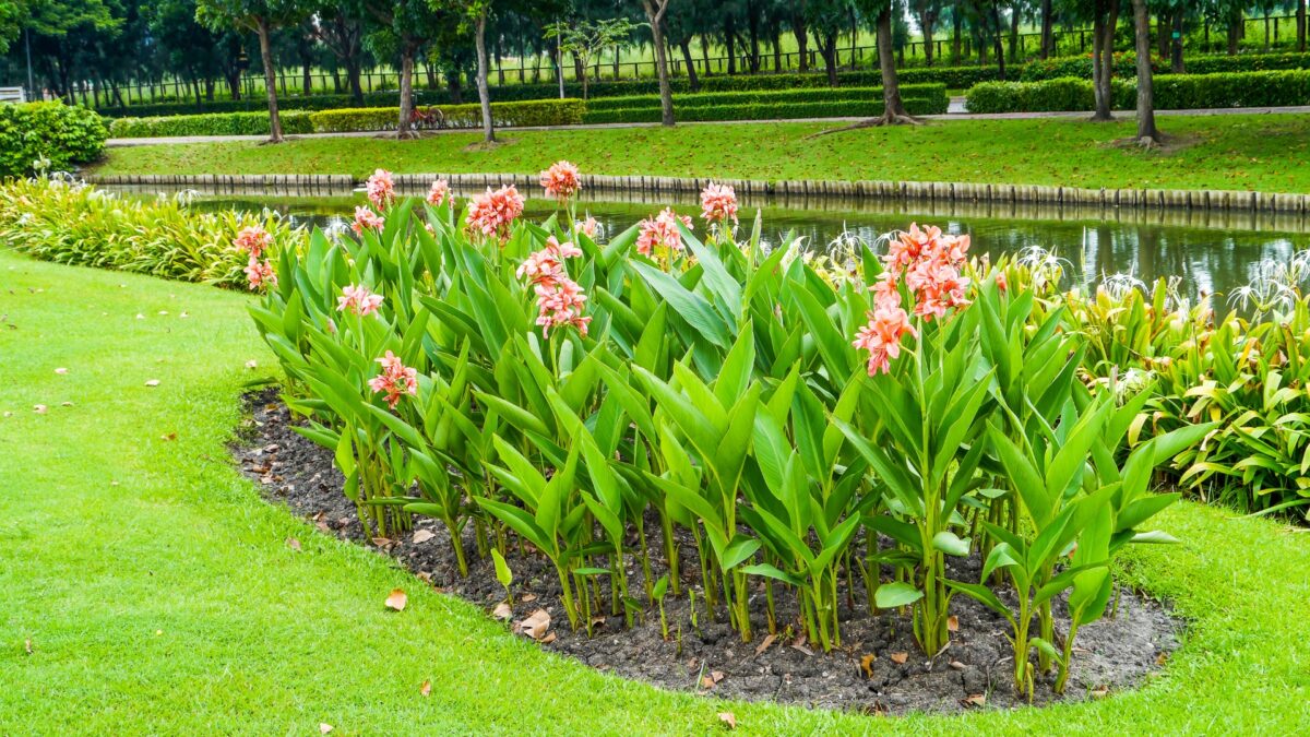 Here Are The Pro Tips That Will Make Your Canna Lilies Thrive And Bloom ...