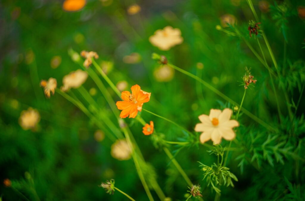 9 Shocking Reasons Your Cosmos Aren’t Blooming And The Simple Fixes You ...