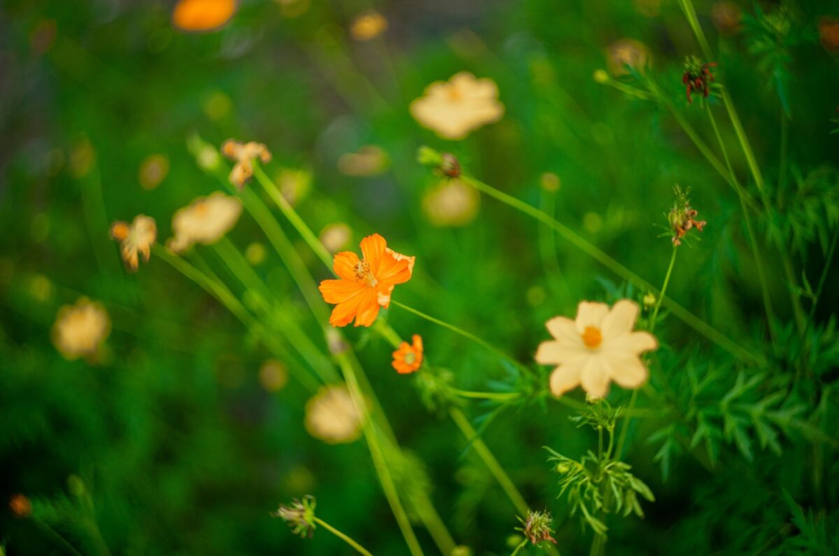 9 Shocking Reasons Your Cosmos Aren’t Blooming And The Simple Fixes You ...