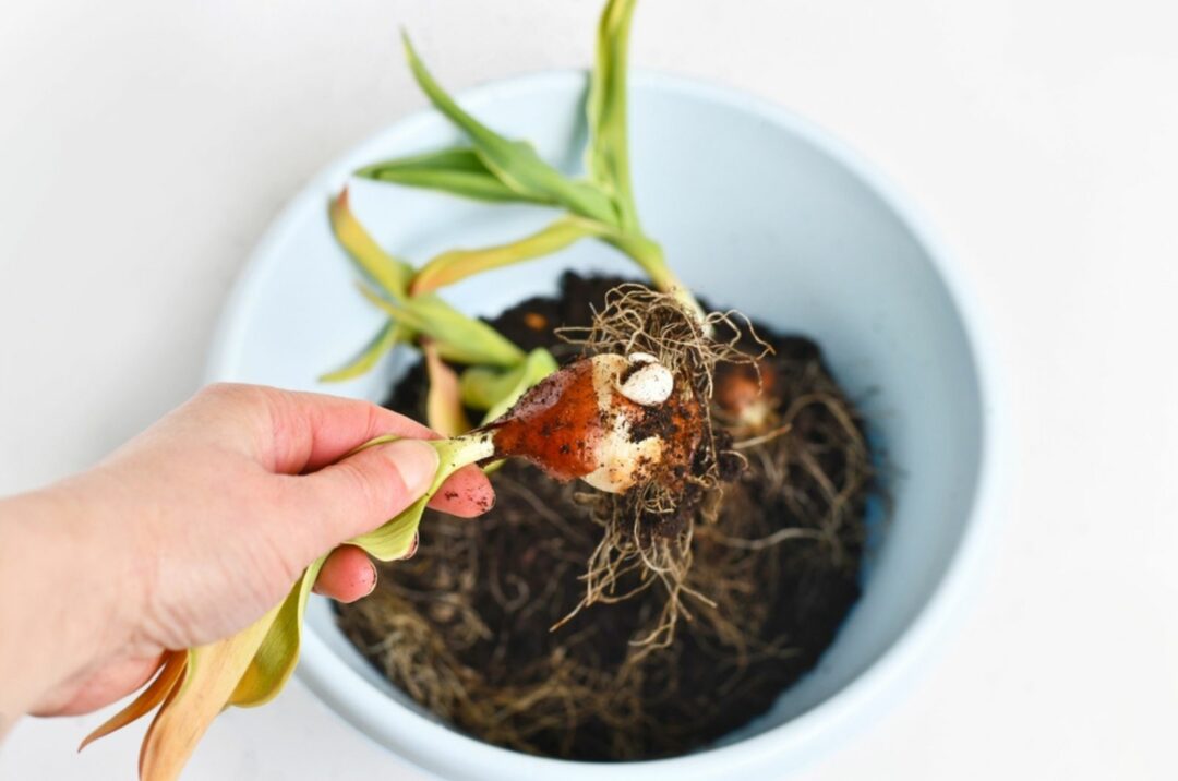 This Is The Best Way To Store Tulip Bulbs And Keep Them Ready For The ...