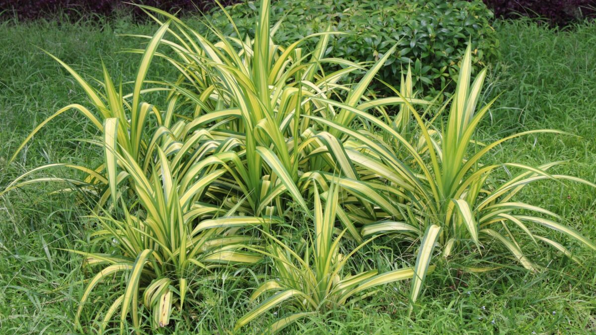 Learn How To Feed This Funny-Named Plant Called Monkey Grass