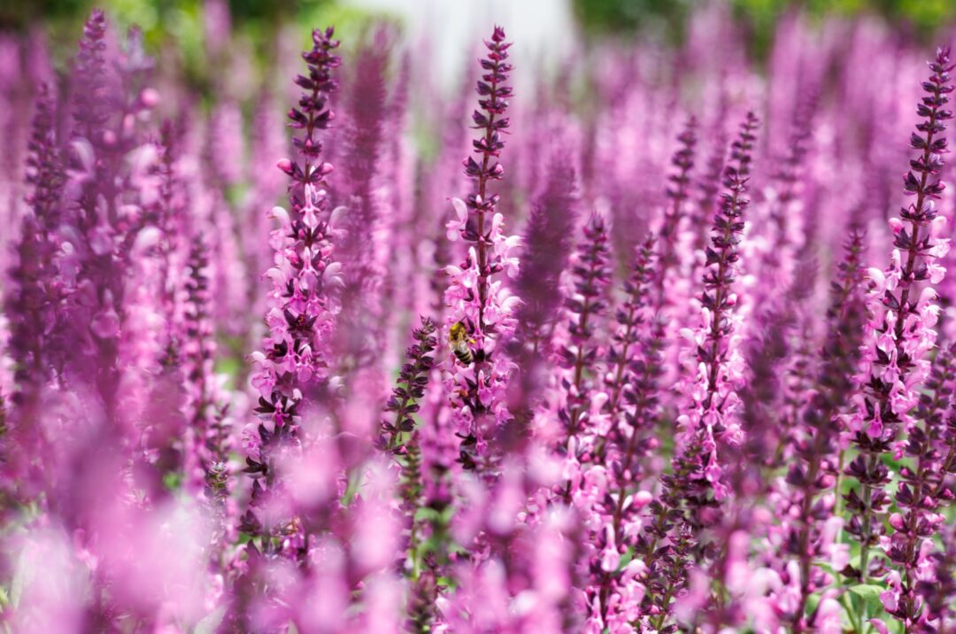 Pair Up Your Petunias With Some Of These 10 Flowering Plants For A ...
