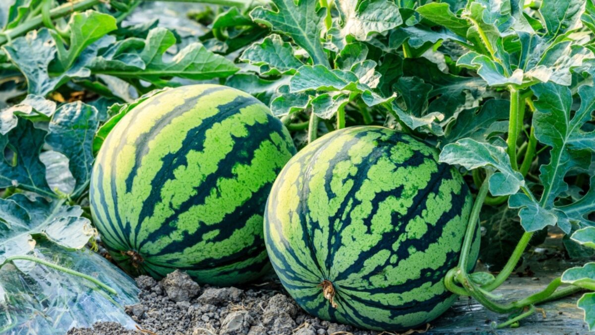 See How Many Watermelons You Can Get Per Plant If You Provide Them With ...