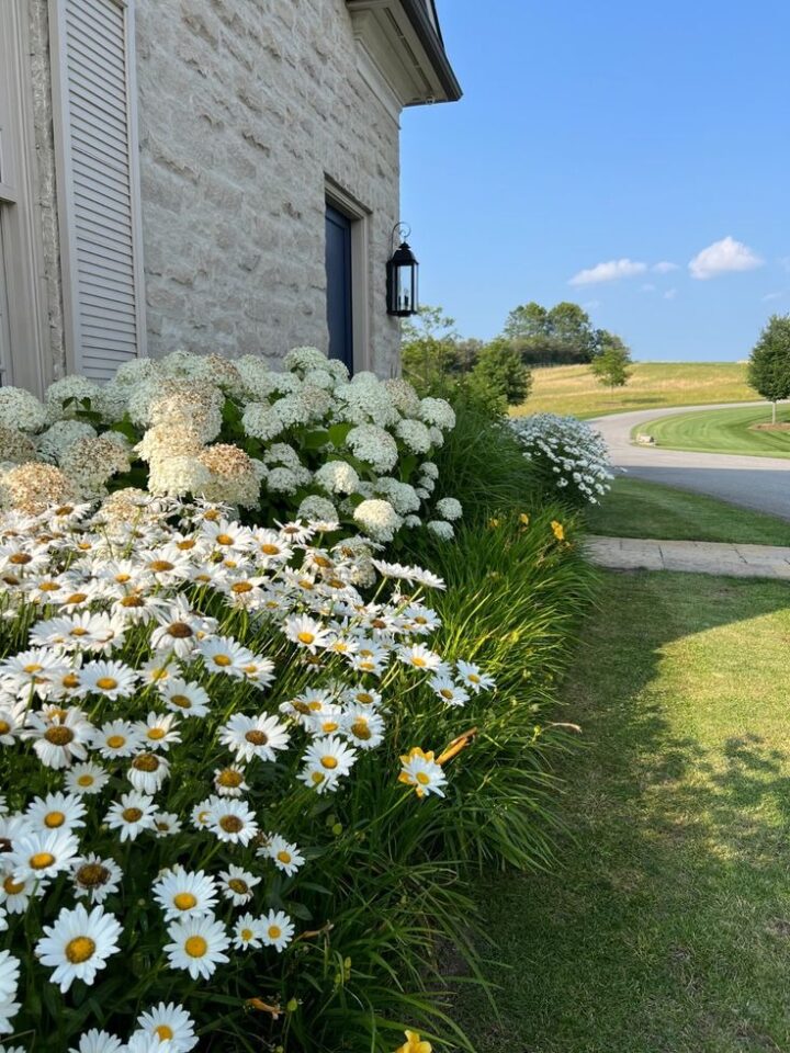 These 5 Breathtaking Perennials Are Must-Have This Summer