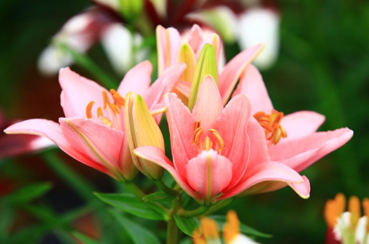 These Are The 4 Prettiest Types Of Lilies That Will Bloom In Your ...