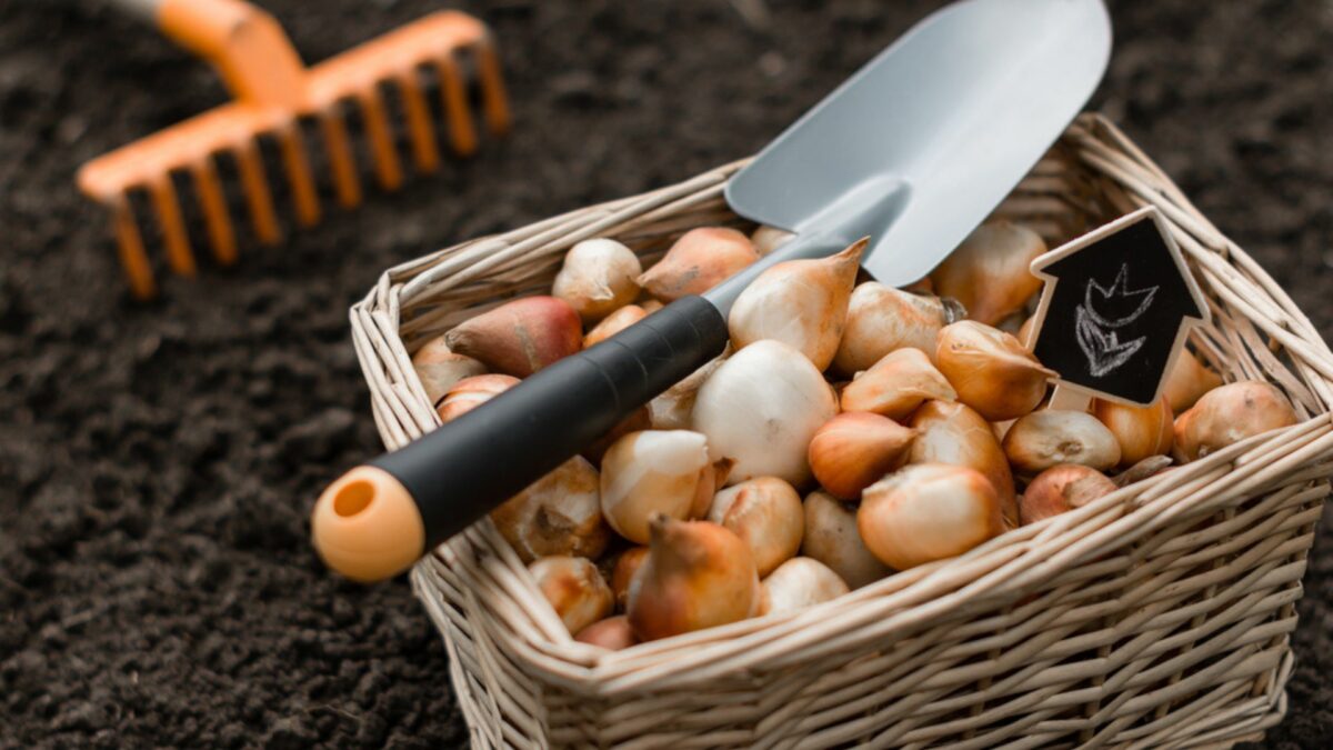 This Is The Best Way To Store Tulip Bulbs And Keep Them Ready For The ...