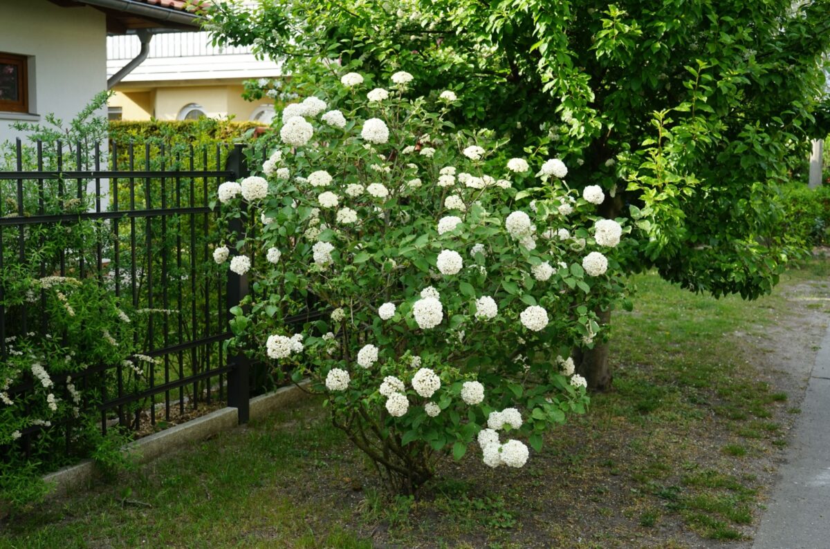 If You Want Your Snowball Viburnum To Produce More Gorgeous Blooms ...