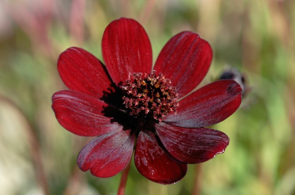 9 Shocking Reasons Your Cosmos Aren’t Blooming And The Simple Fixes You ...