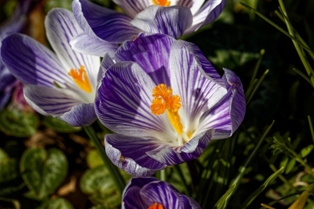 20 Stunning Plants That Will Make Your Daffodils Pop Like Never Before