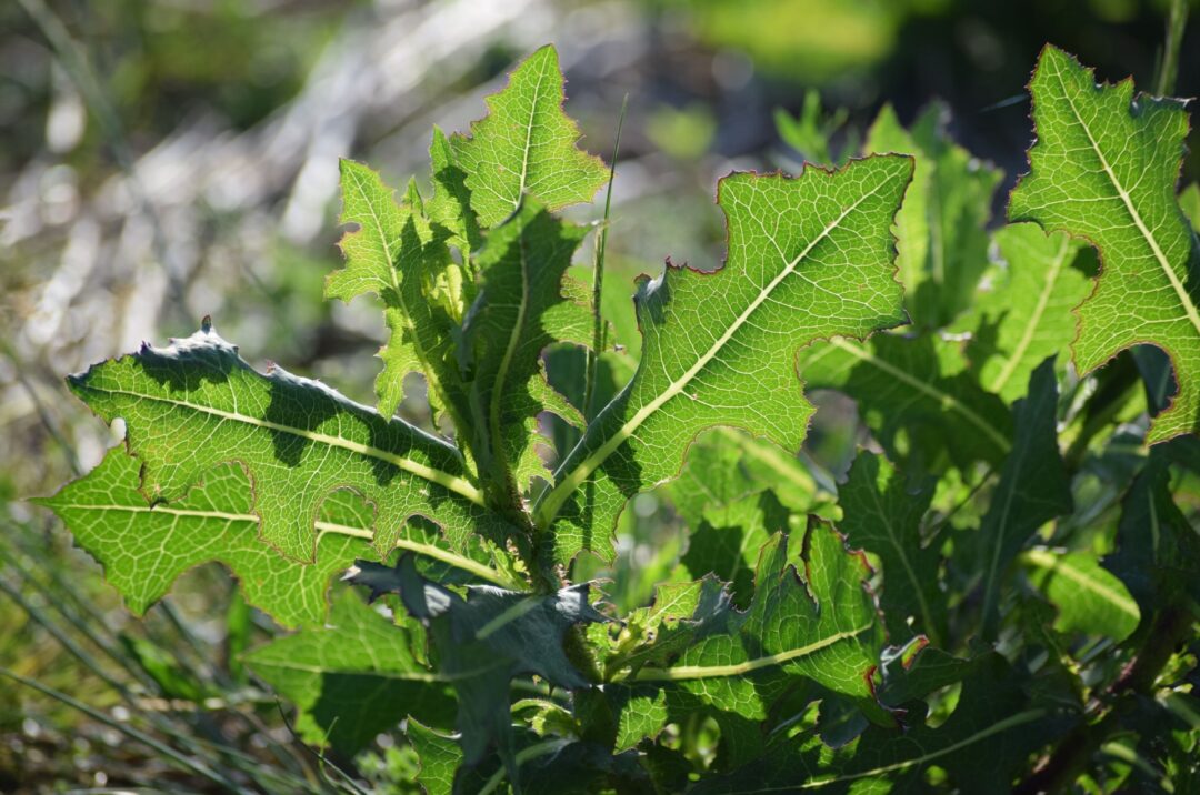 Say Goodbye To Prickly Lettuce Weeds With This Simple Yet Effective Hack