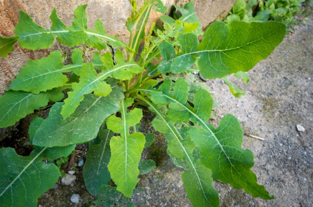 Say Goodbye To Prickly Lettuce Weeds With This Simple Yet Effective Hack