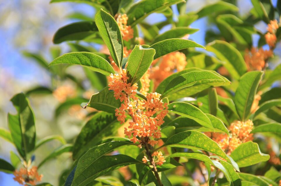 Follow This Guide To Creating Ideal Conditions For A Flourishing And ...