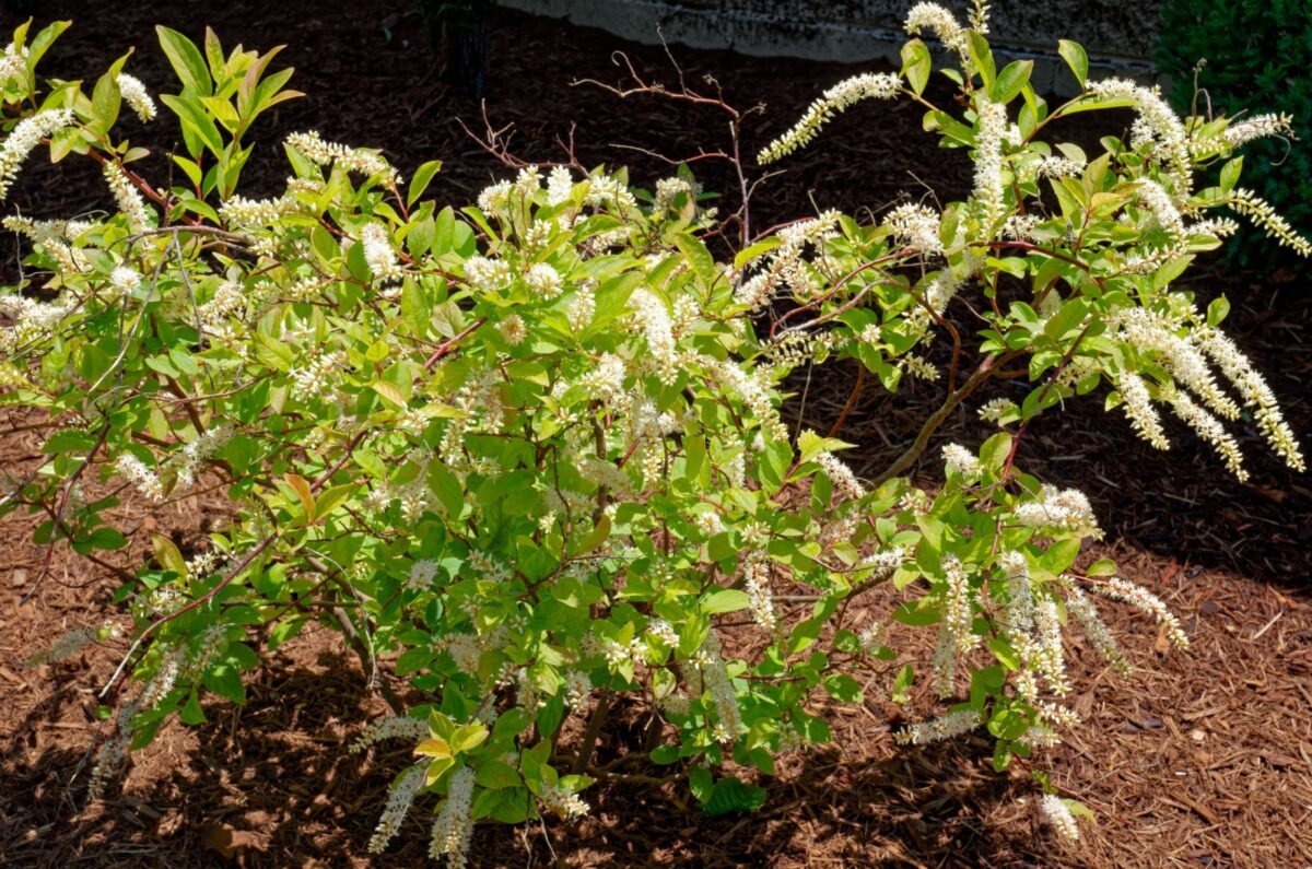 These 11 Plants Are Nature’s Sponges And The Best Choice For Your Rain ...